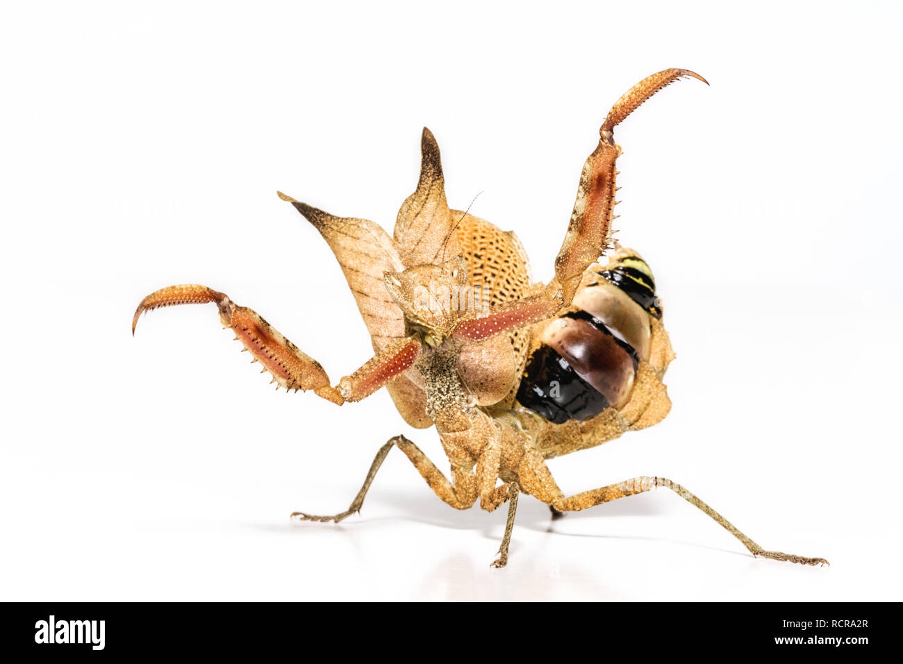 Dead leaf mantis camouflage hi-res stock photography and images - Alamy