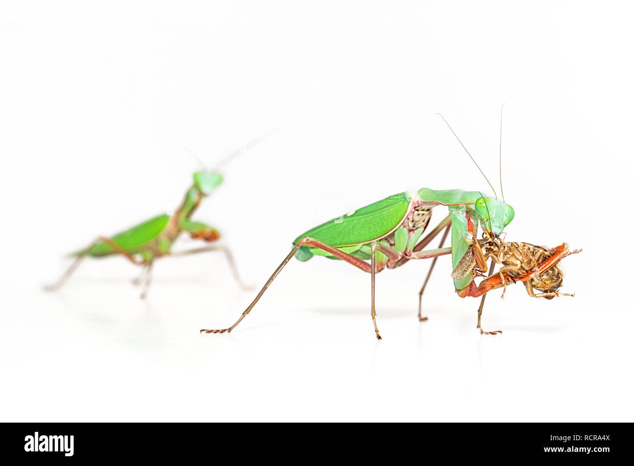 Australian mantids Cut Out Stock Images & Pictures - Alamy