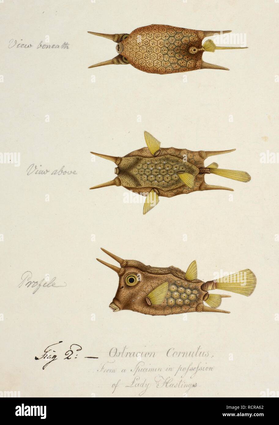 A horned fish viewed from three different angles. Inscribed in ink ...
