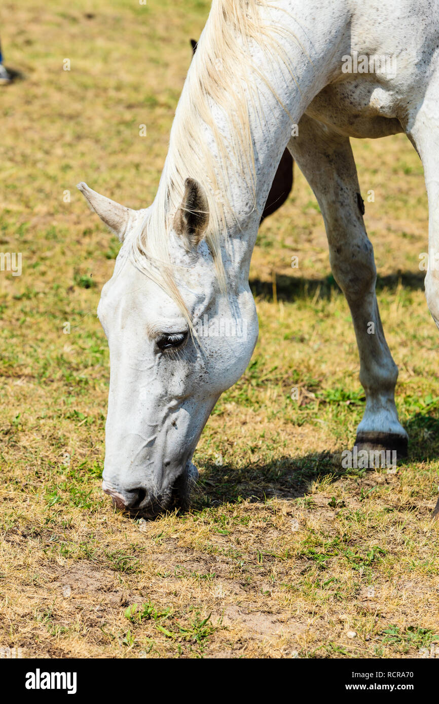 White wild horse on meadow idyllic field. Agricultural mammals animals ...