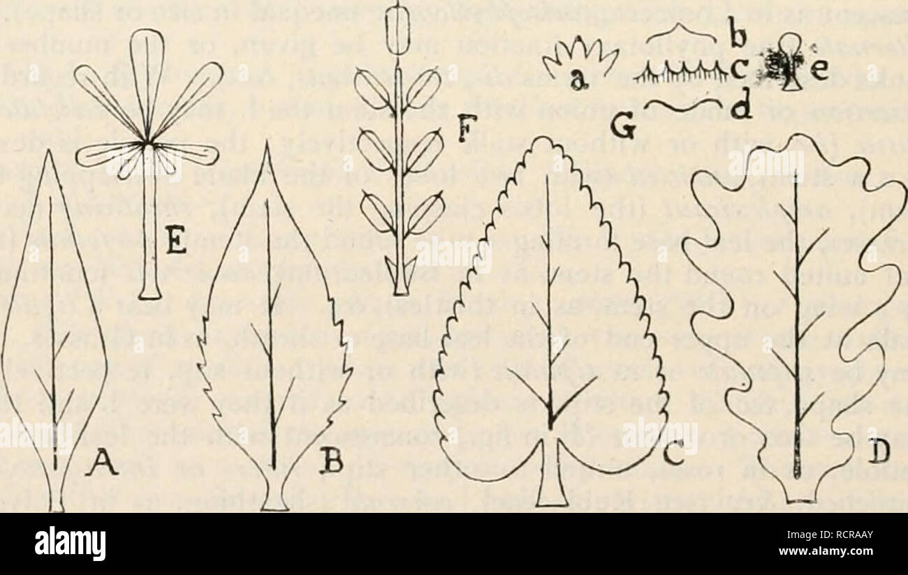 Tri pinnate hi-res stock photography and images - Alamy