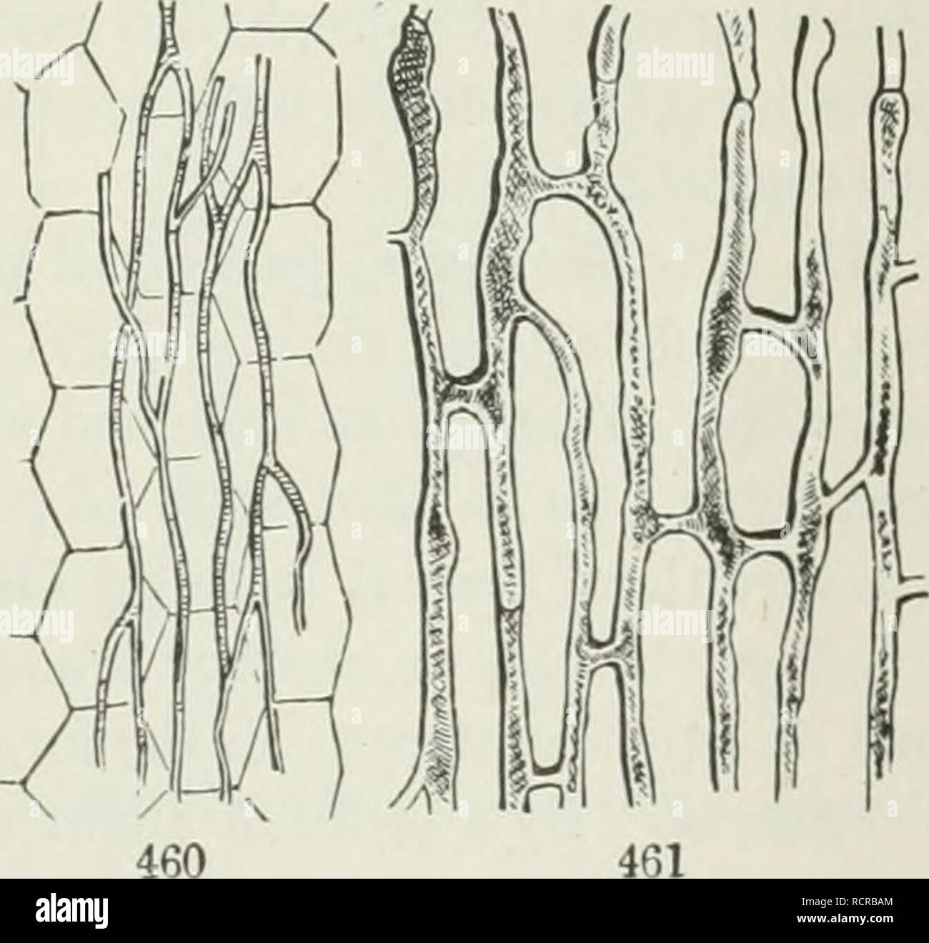 Spider in leaflet hi-res stock photography and images - Alamy