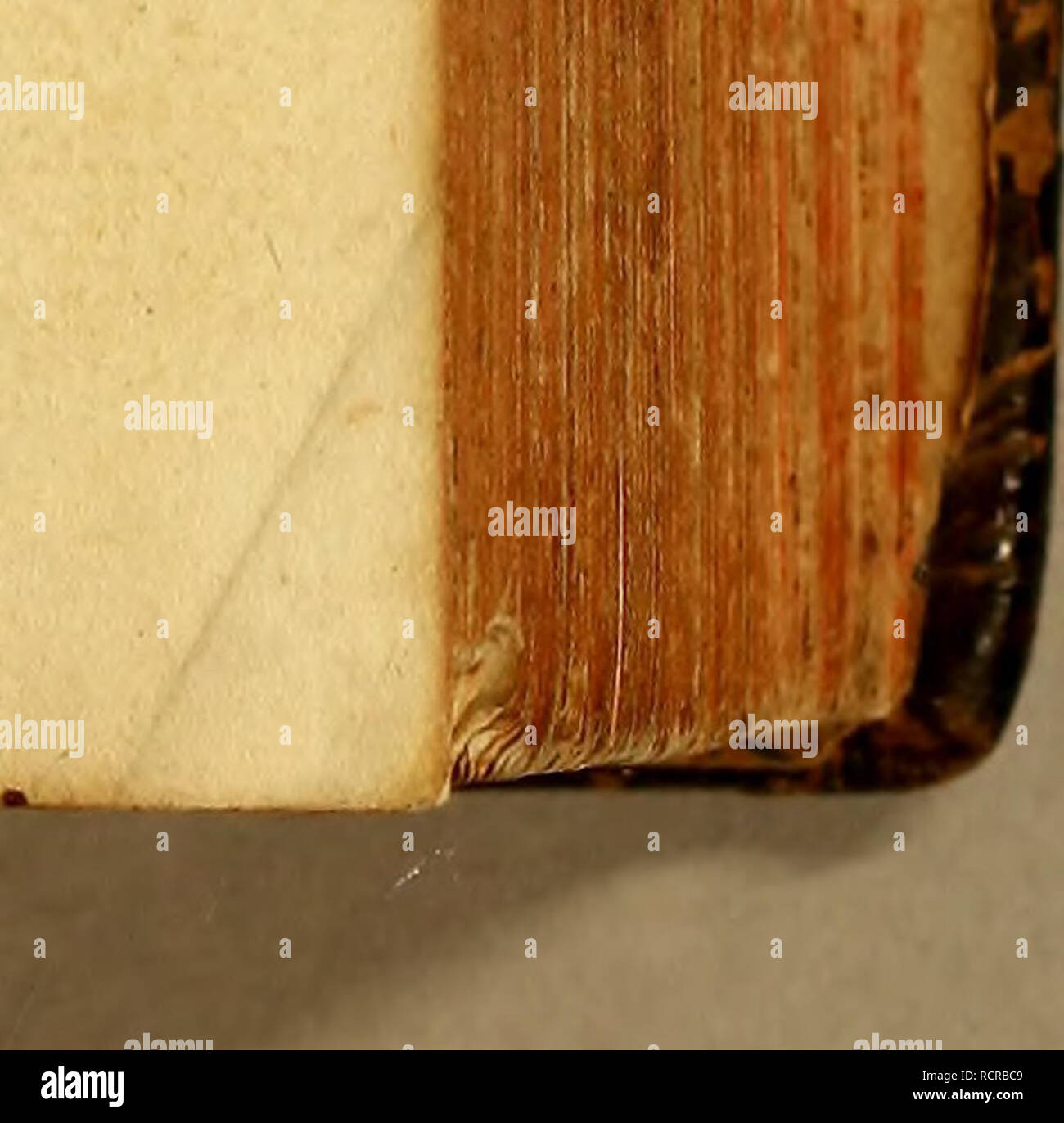 Planta de mata hi-res stock photography and images - Alamy