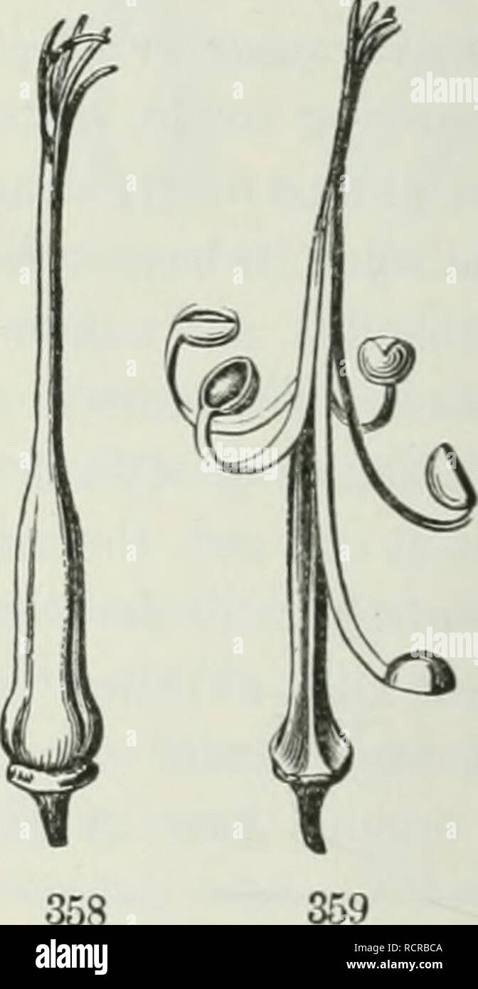 . The elements of botany for beginners and for schools. Botany. botany ...