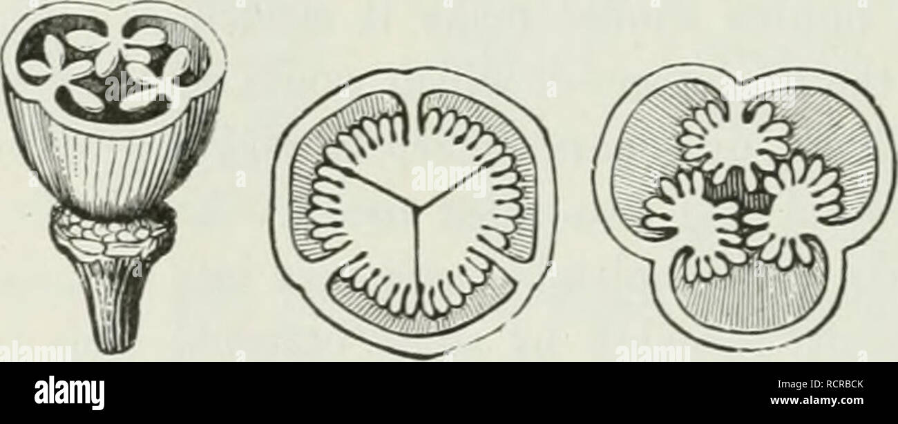 . The elements of botany for beginners and for schools. Botany. 108 ...