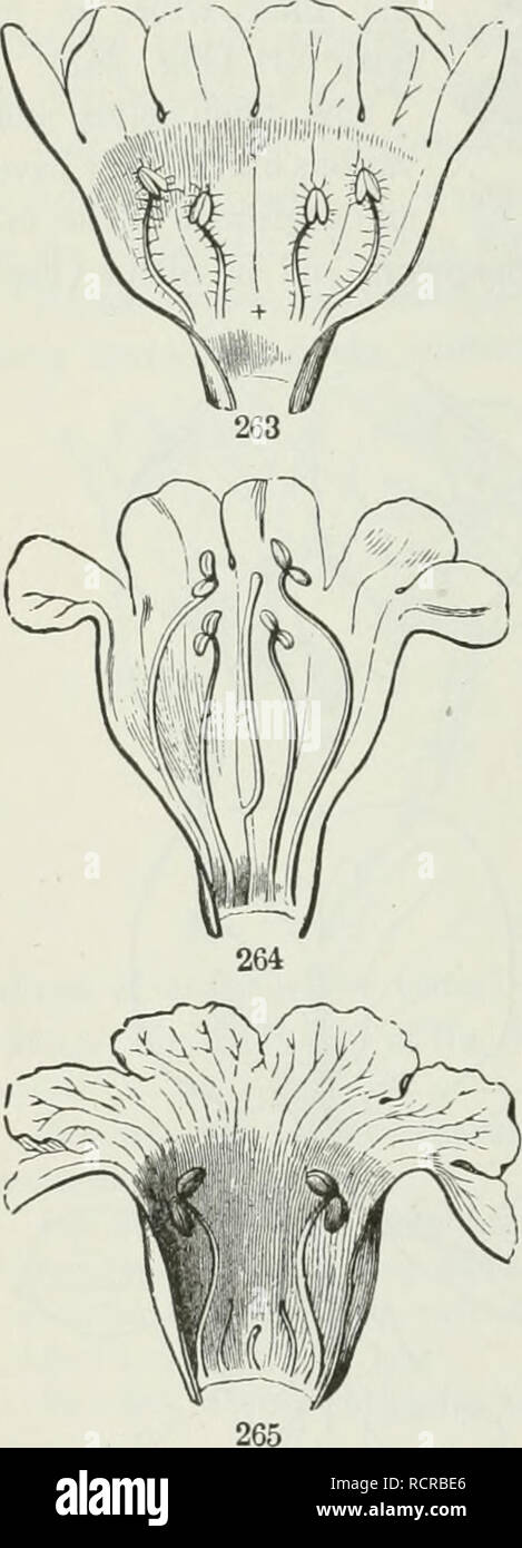 . The elements of botany for beginners and for schools. Botany. 92 ...