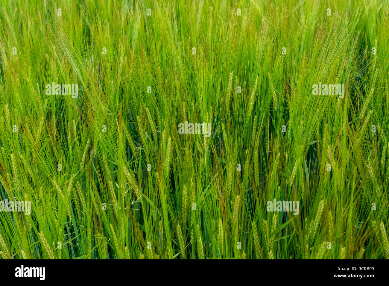 Young corn ears hi-res stock photography and images - Alamy