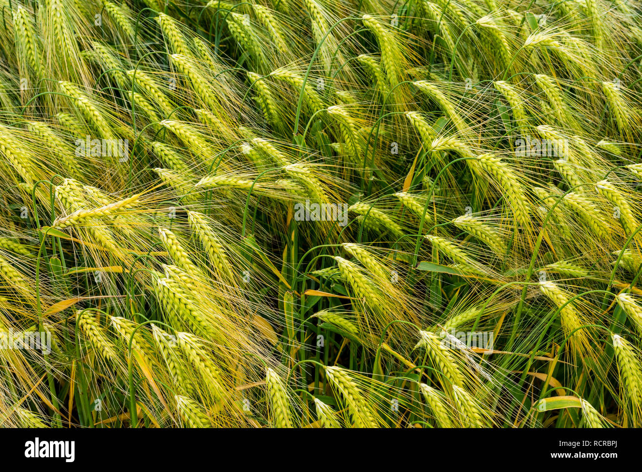 Wind alive hi-res stock photography and images - Alamy