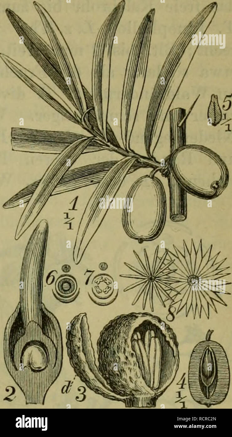 Elaeagnus rhamnoides hi-res stock photography and images - Alamy