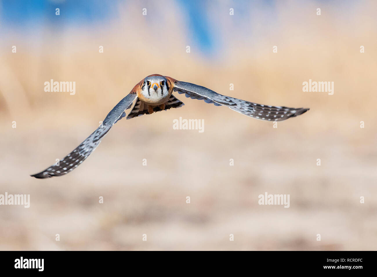 American kestrel habitat hi-res stock photography and images - Alamy