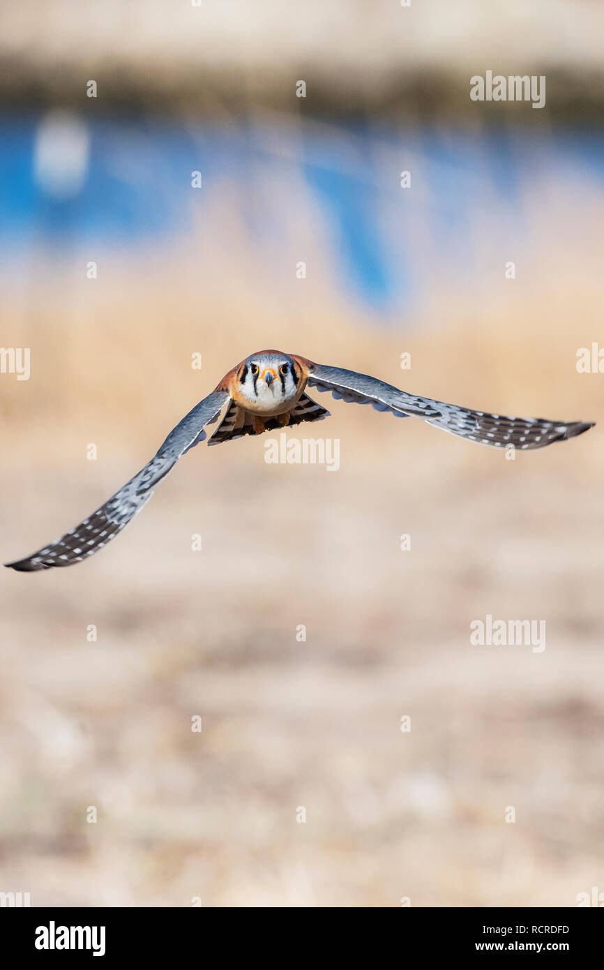 American kestrel flight Stock Photo - Alamy