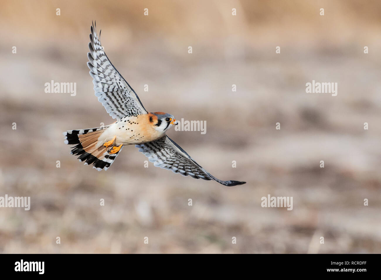 American Kestrel In Flight