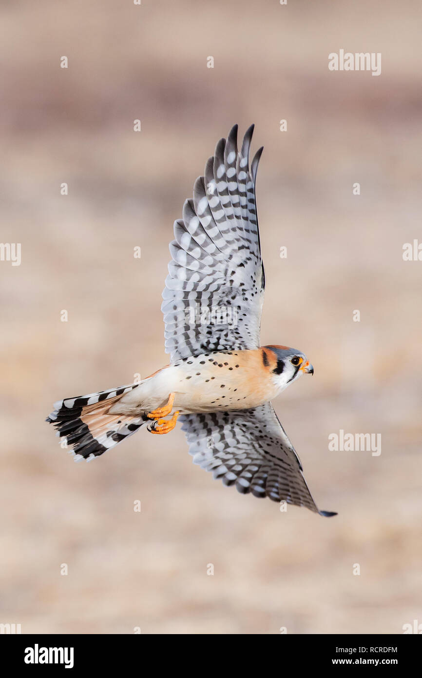 American kestrel flight Stock Photo - Alamy
