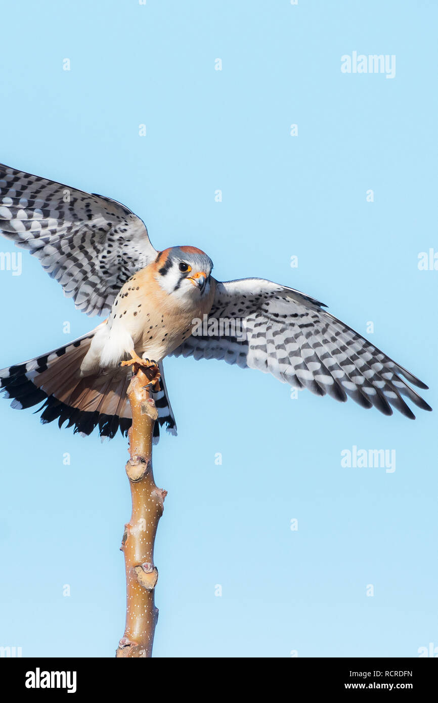 American kestrel hunting from perch Stock Photo - Alamy