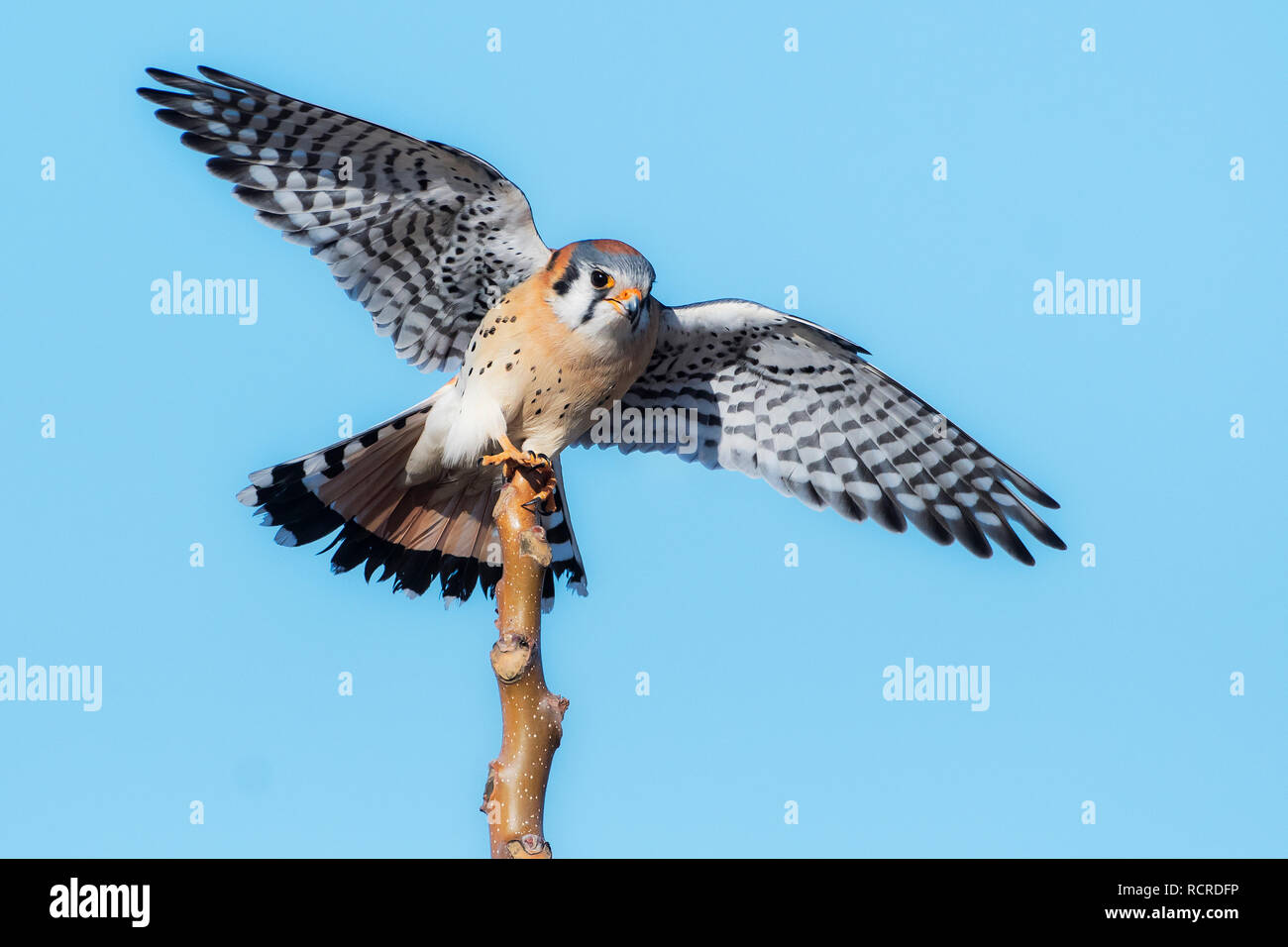 Kestrel perch hi-res stock photography and images - Alamy