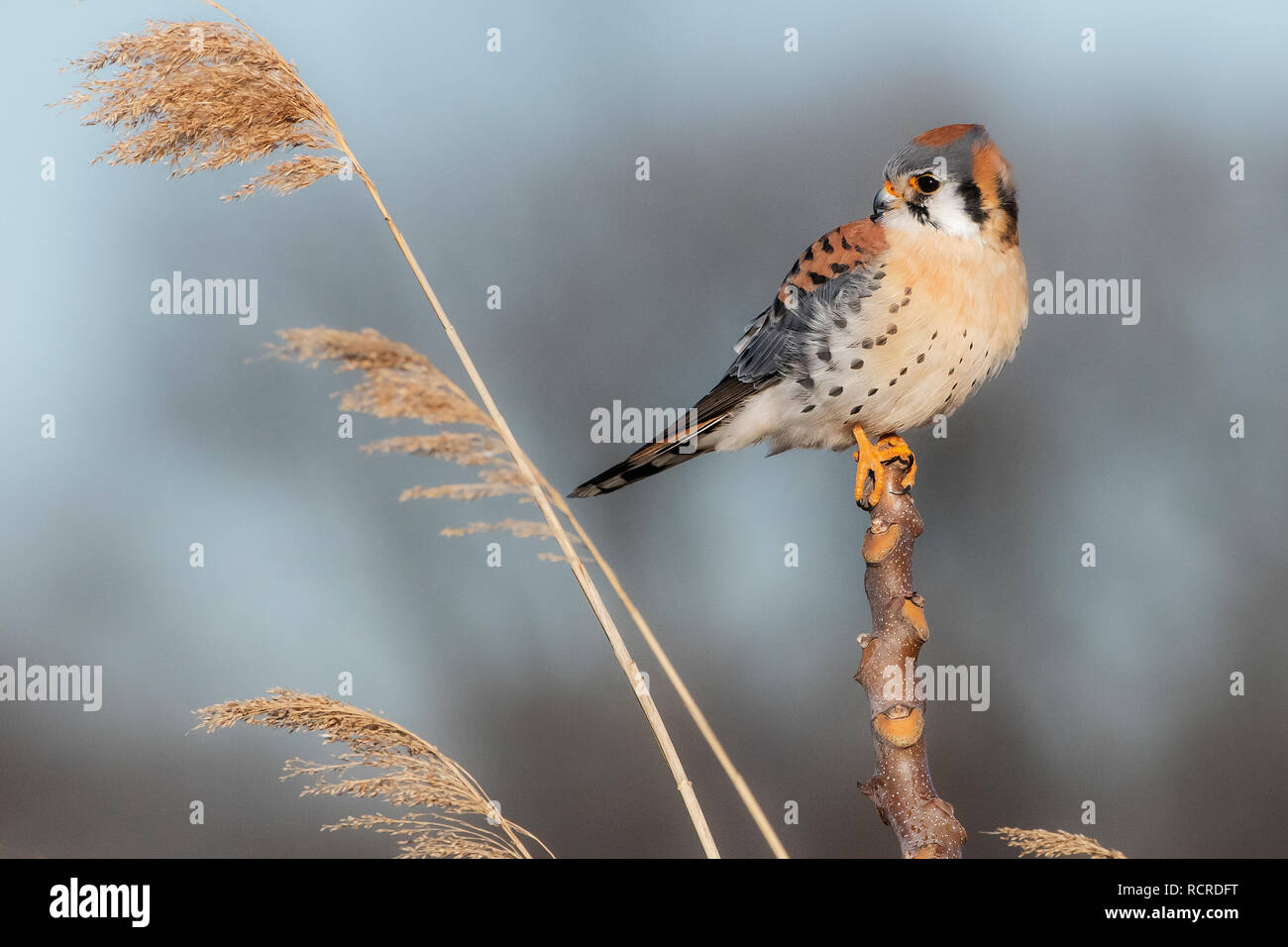 American kestrel hi-res stock photography and images - Alamy