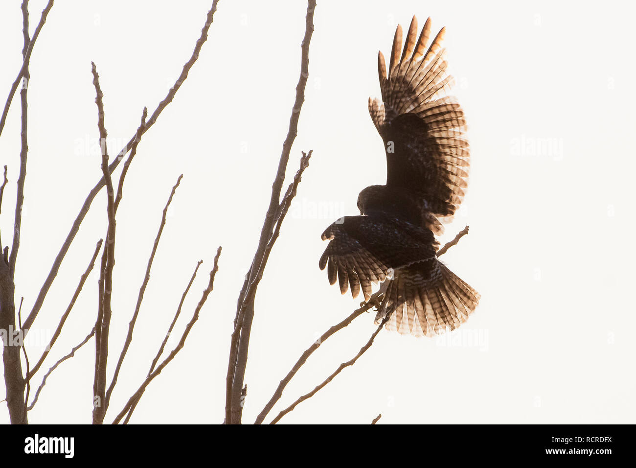 Red Tail Hawk Silhouette