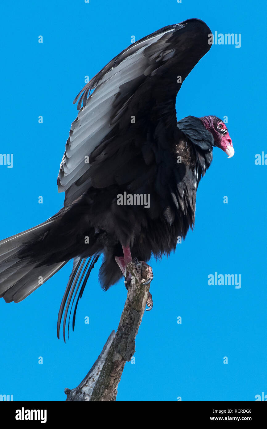Turkey vulture with raised wings in early spring Stock Photo - Alamy