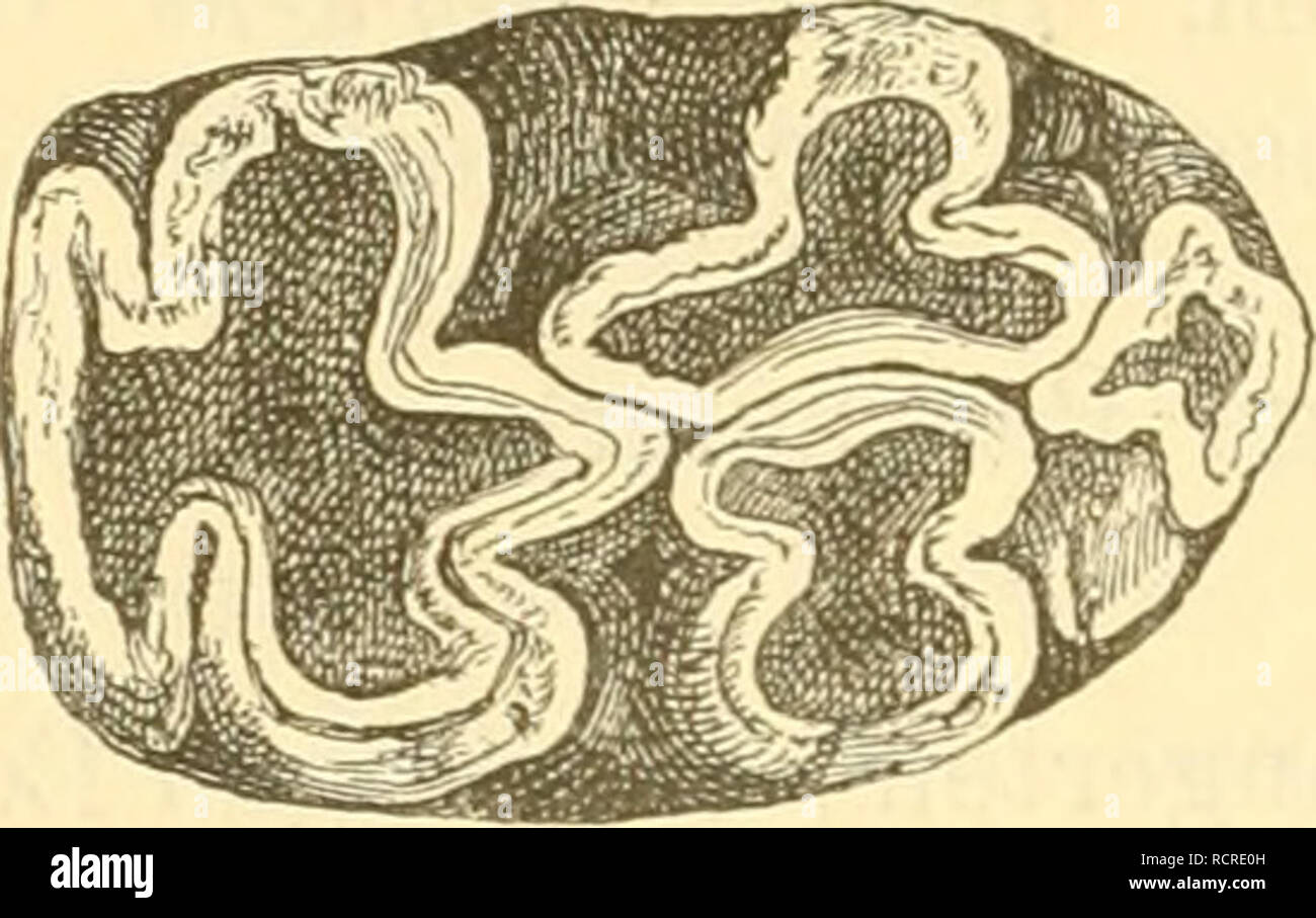 H liberiensis hi-res stock photography and images - Alamy