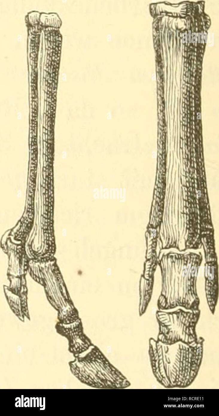 Anchitherium aurelianense hi-res stock photography and images - Alamy