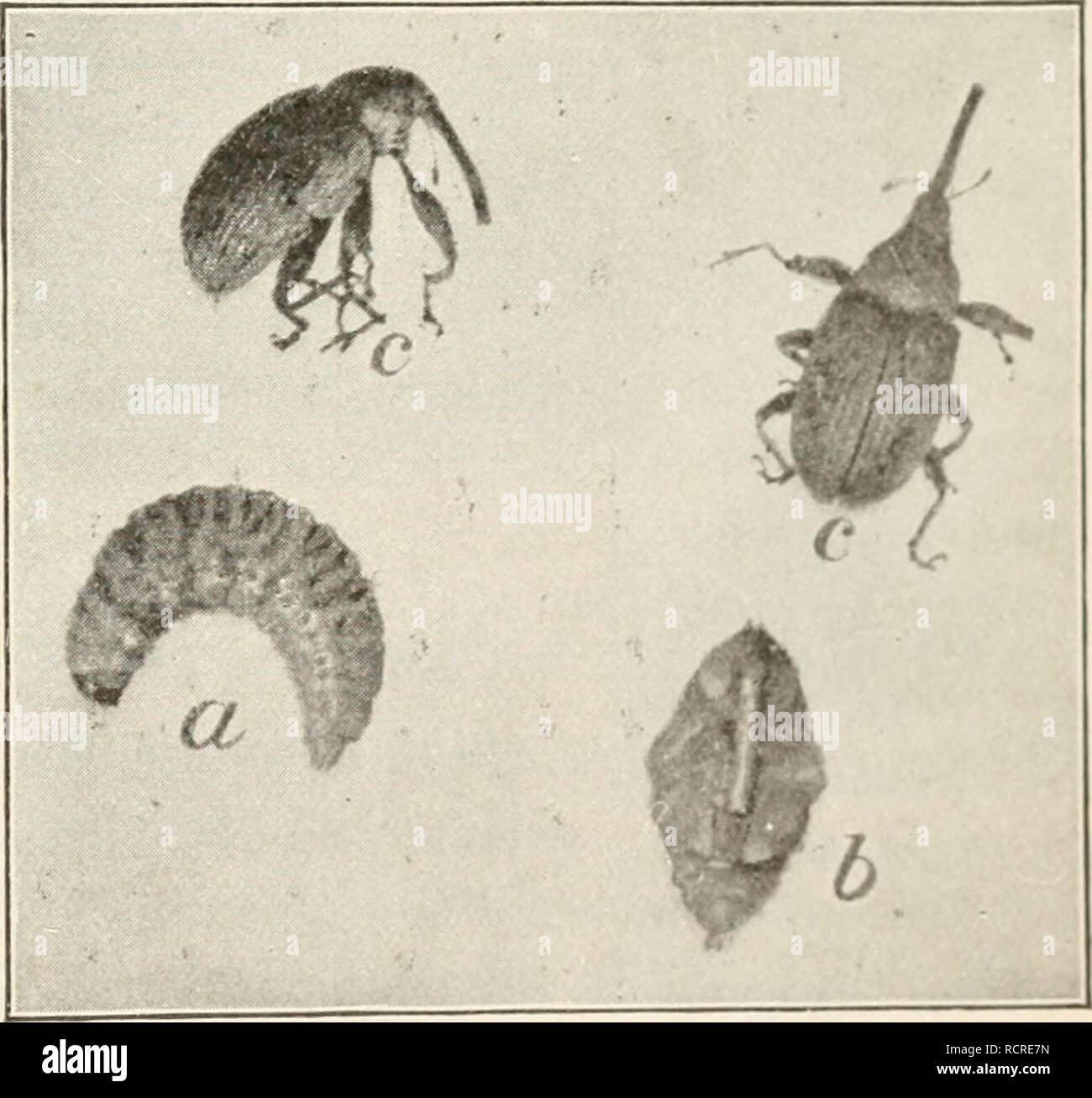 Potato bug book hi-res stock photography and images - Alamy