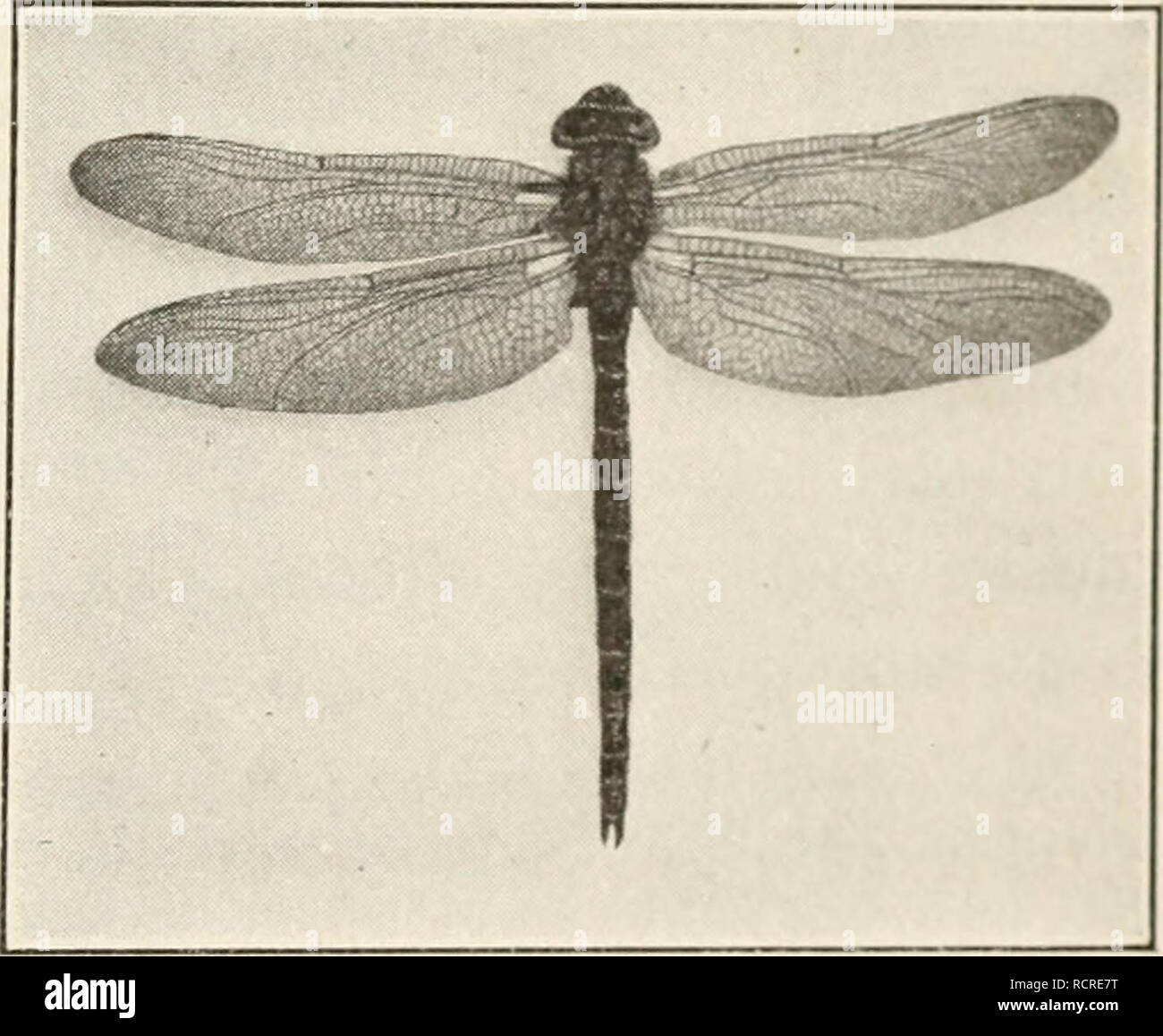 Bot fly larvae hi-res stock photography and images - Alamy