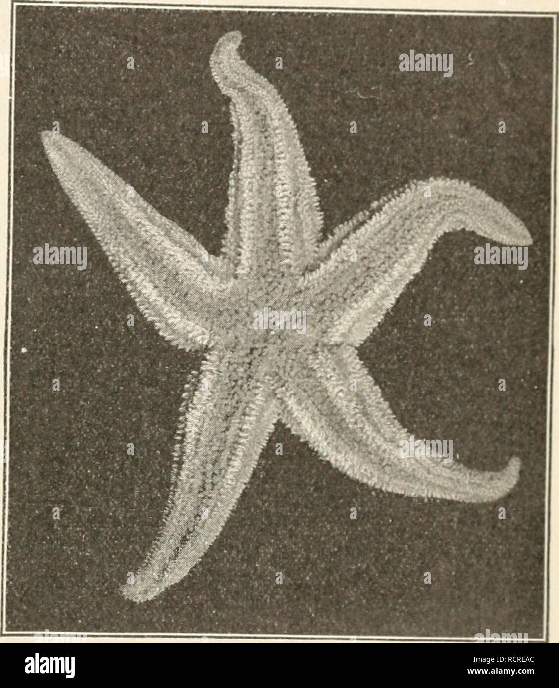 Starfish skeleton zoology hi-res stock photography and images - Alamy
