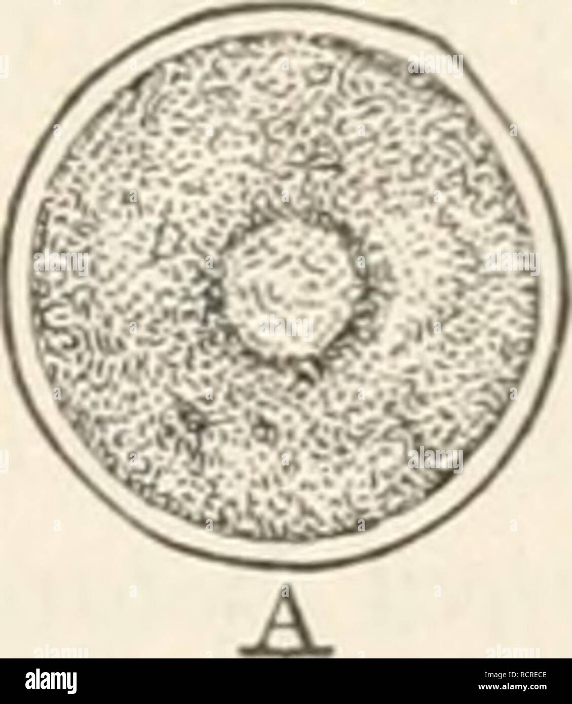 Pleurococcus Algae High Resolution Stock Photography and Images - Alamy