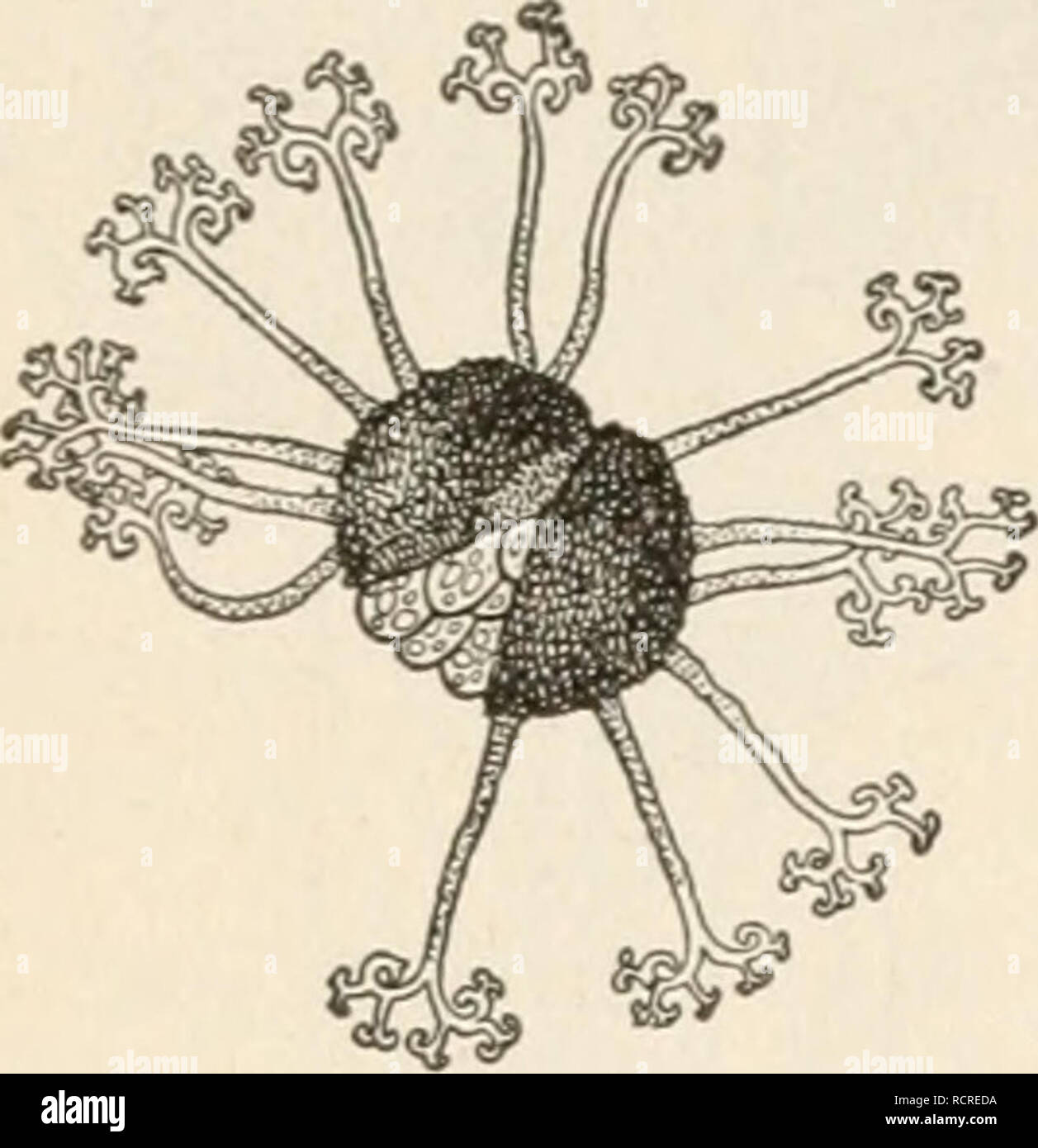 . Elements of biology; a practical text-book correlating botany ...