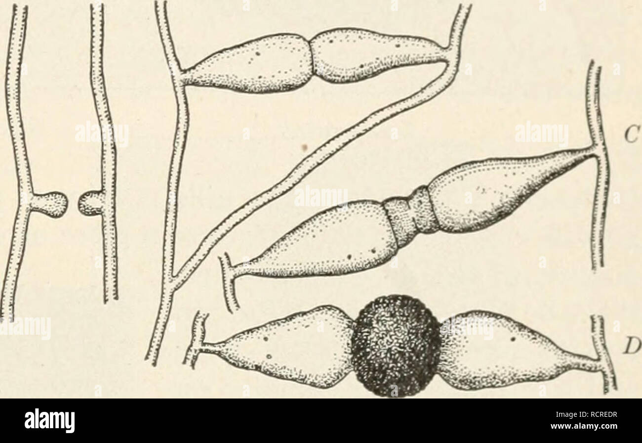 Hypha threads hi-res stock photography and images - Alamy