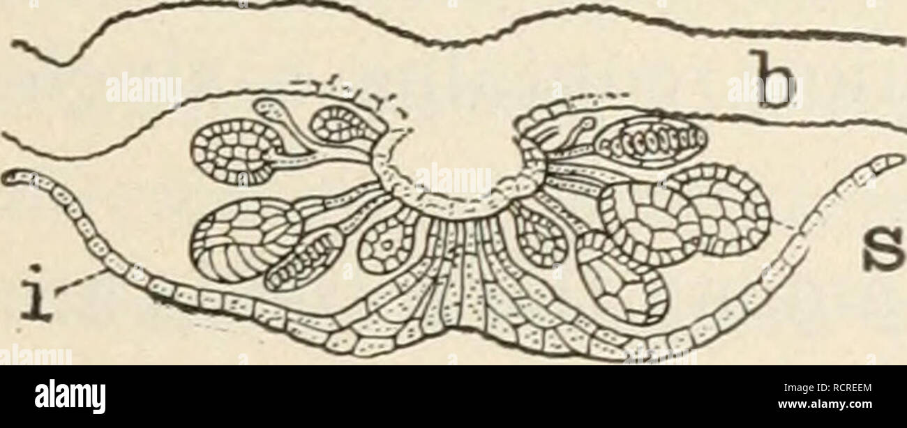 . Elements of biology; a practical text-book correlating botany ...