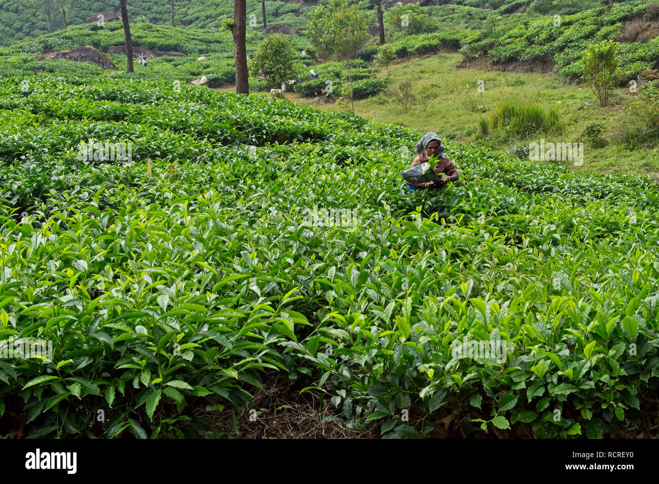 Munnar tea plantation with workers picking tea leaves from the plants ...