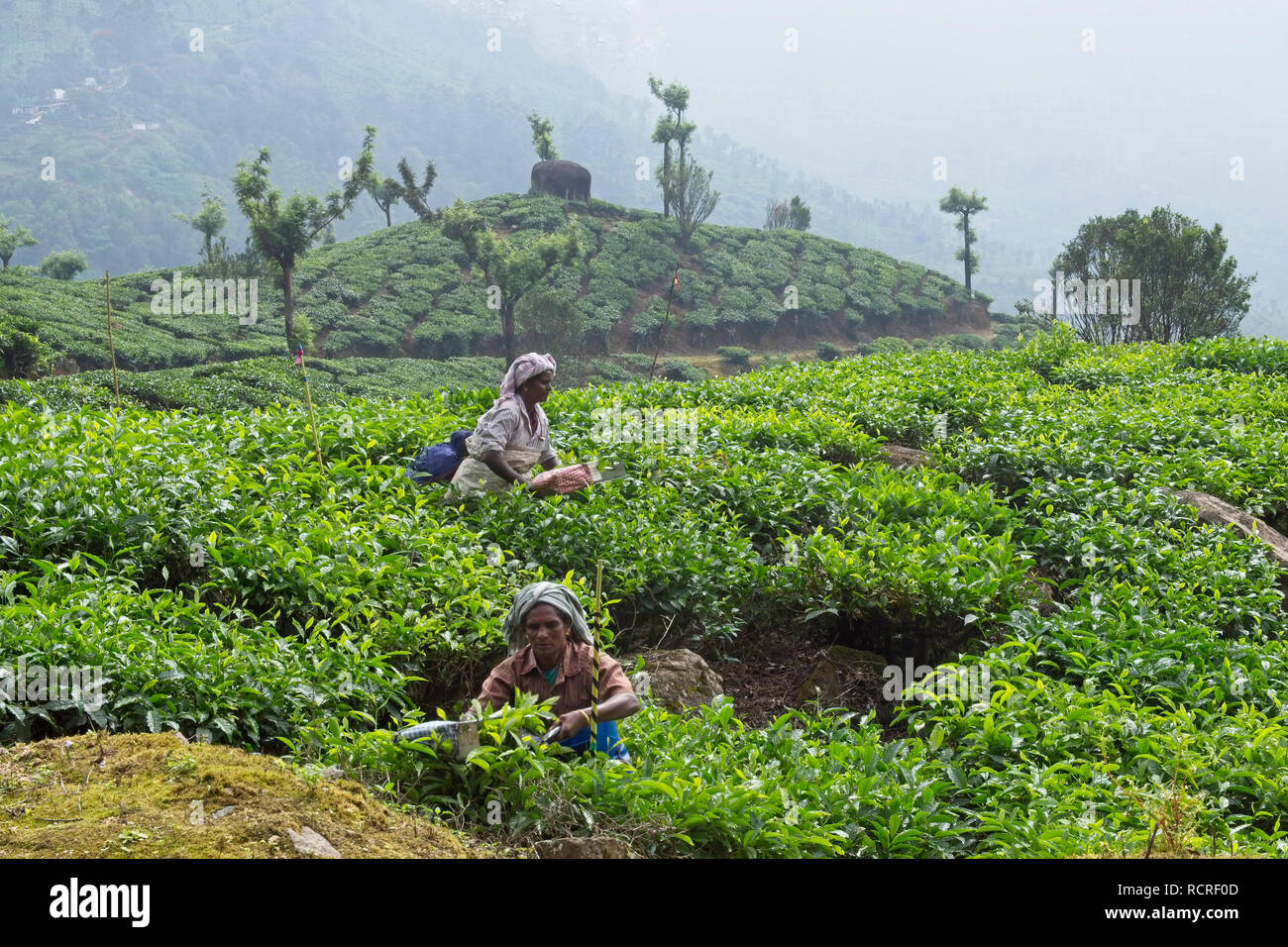 Highest tea plantation hi-res stock photography and images - Alamy