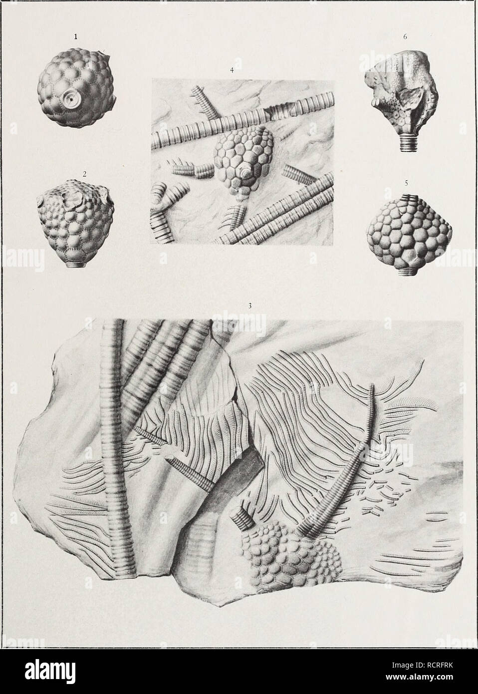 . The Devonian crinoids of the State of New York. Crinoidea, Fossil ...
