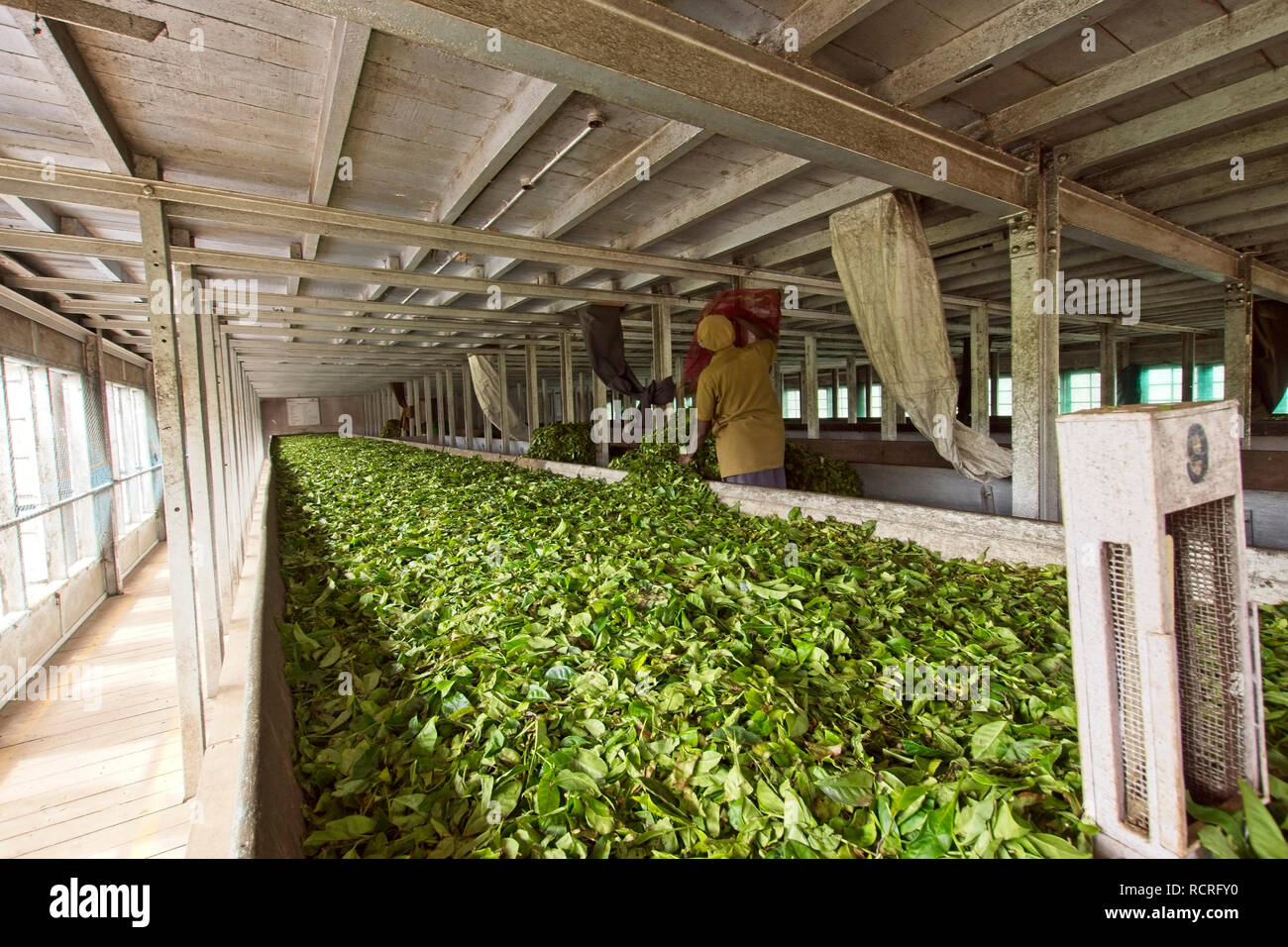 Munnar tea plantation with workers picking tea leaves from the plants ...
