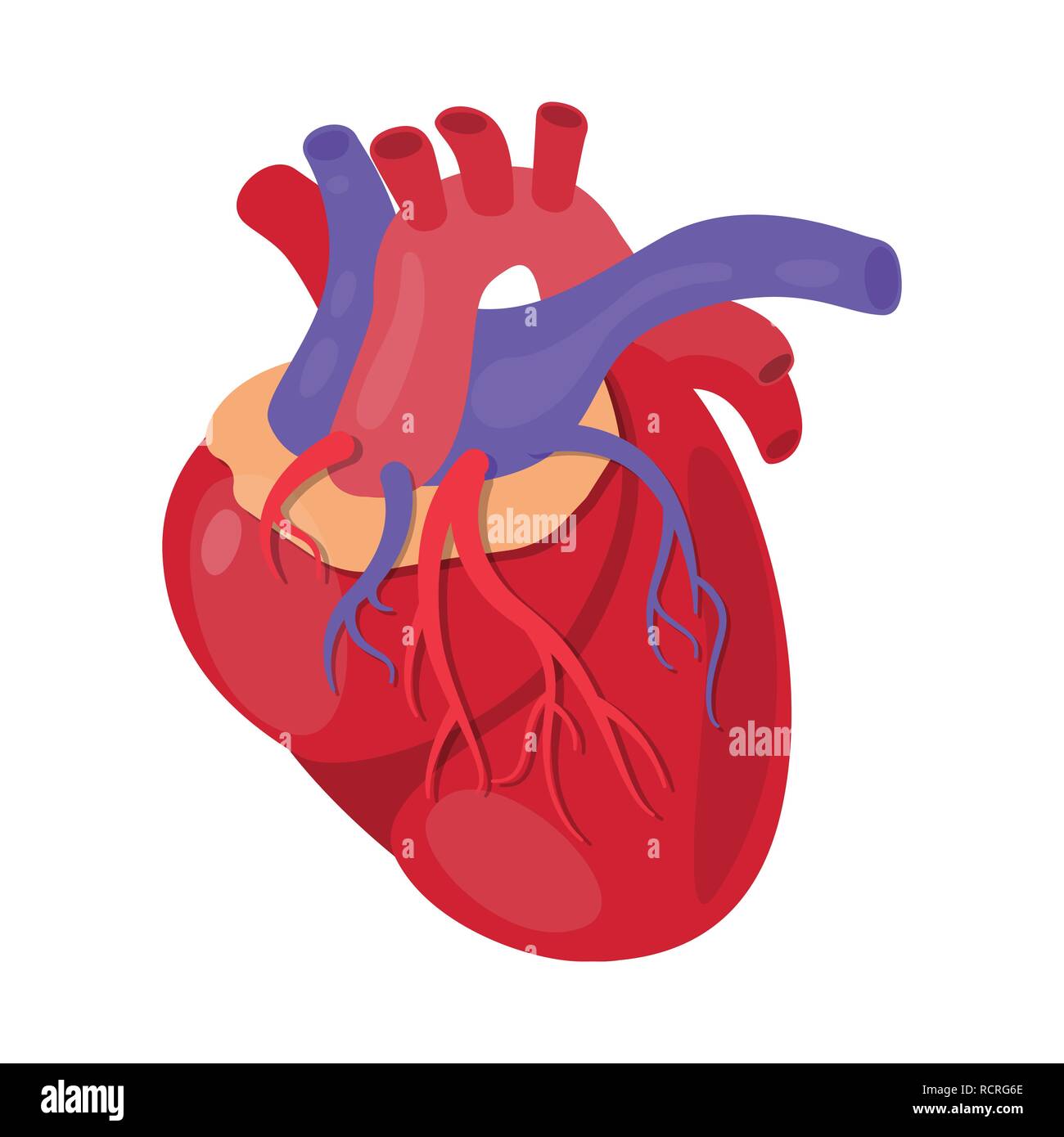 Vector illustration of anatomy and organ logo. Collection of anatomy ...