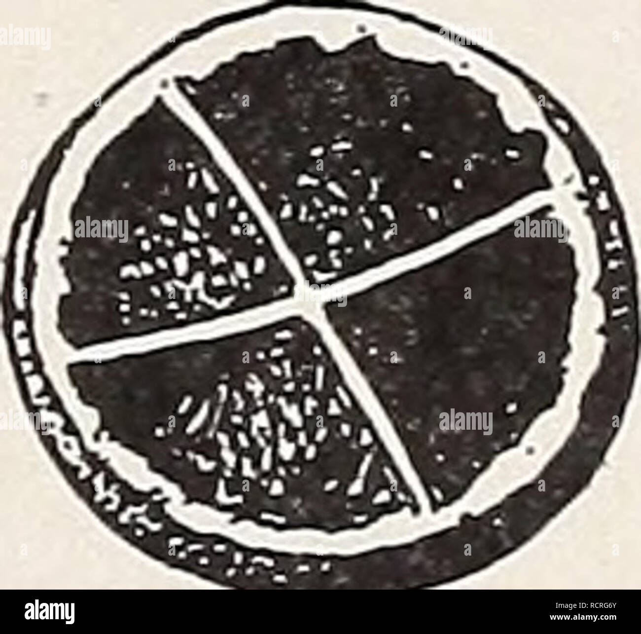 . The Devonian crinoids of the State of New York. Crinoidea, Fossil ...