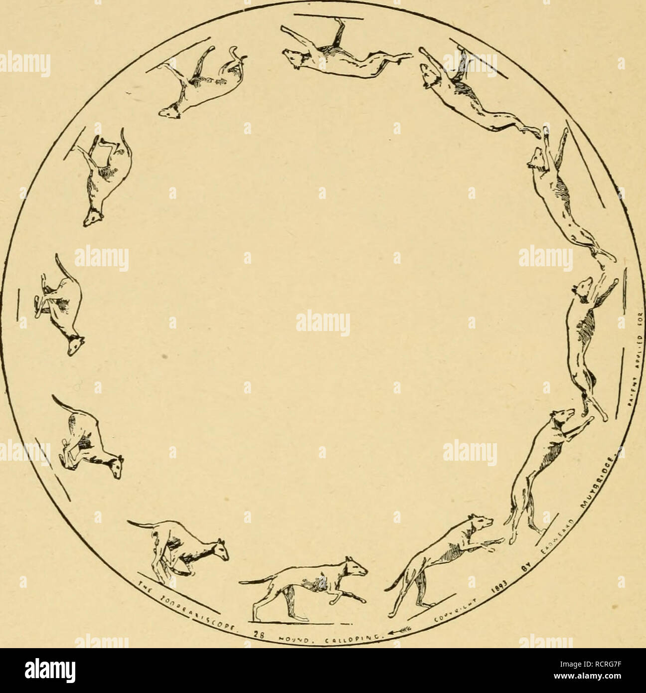 . Descriptive zoopraxography, or, The science of animal locomotion made ...