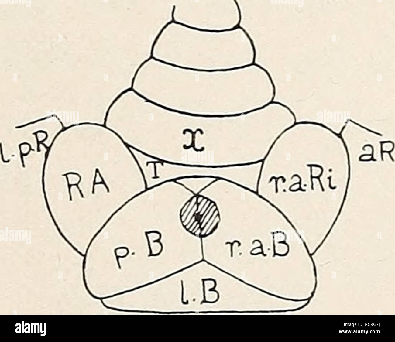 . The Devonian crinoids of the State of New York. Crinoidea, Fossil ...