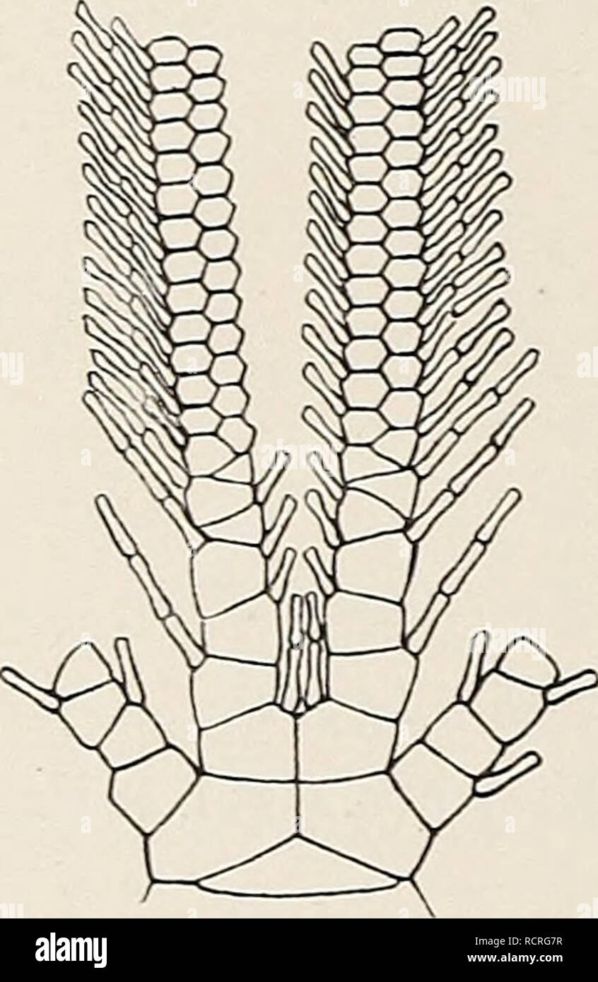 . The Devonian crinoids of the State of New York. Crinoidea, Fossil ...