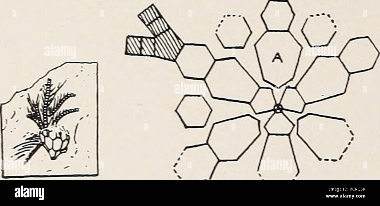 . The Devonian crinoids of the State of New York. Crinoidea, Fossil ...