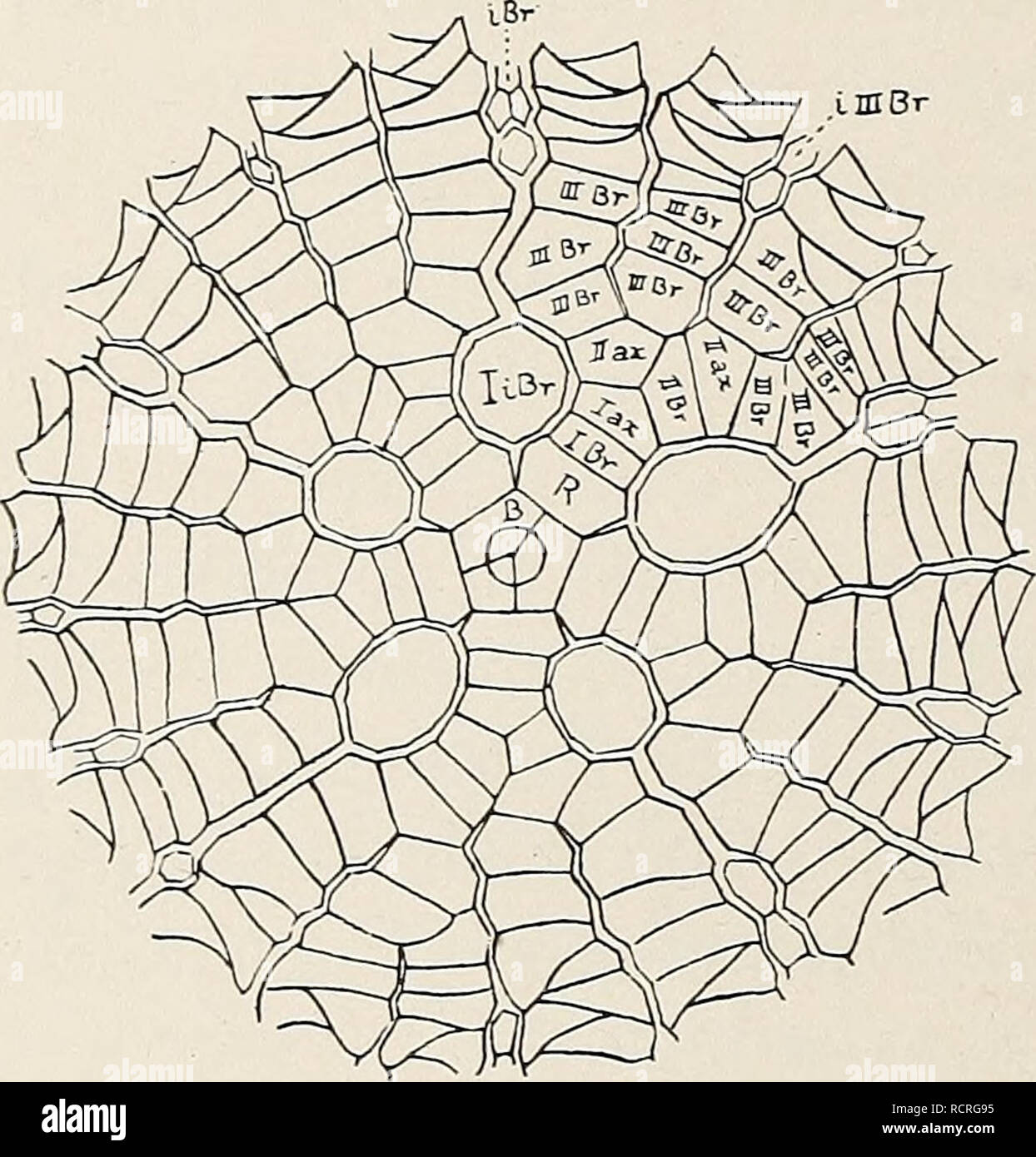 . The Devonian crinoids of the State of New York. Crinoidea, Fossil ...