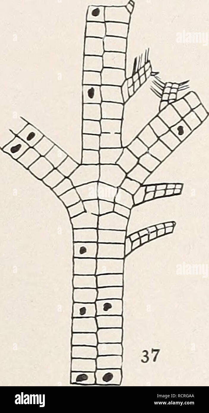 . The Devonian crinoids of the State of New York. Crinoidea, Fossil ...
