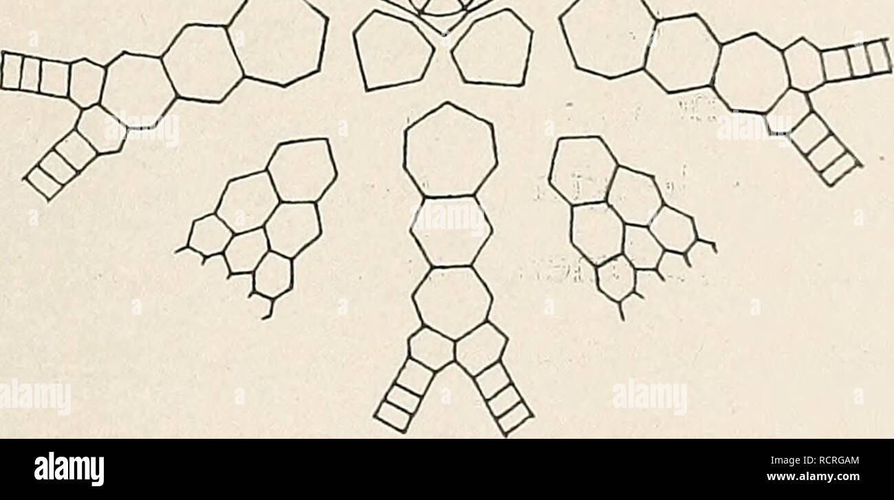 . The Devonian crinoids of the State of New York. Crinoidea, Fossil ...