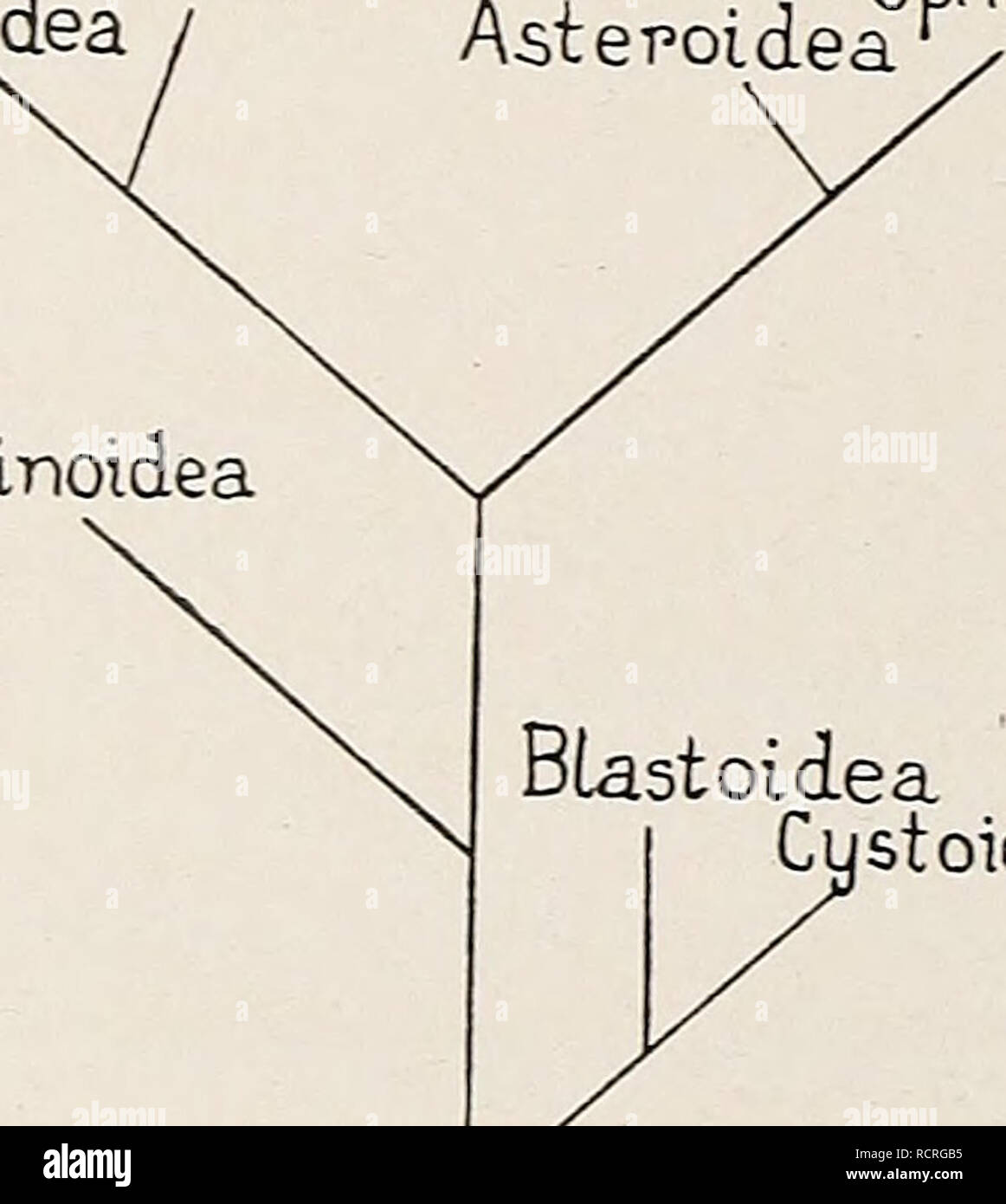 . The Devonian crinoids of the State of New York. Crinoidea, Fossil ...