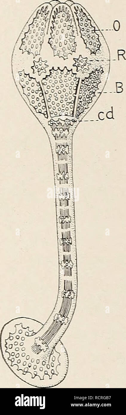 . The Devonian crinoids of the State of New York. Crinoidea, Fossil ...