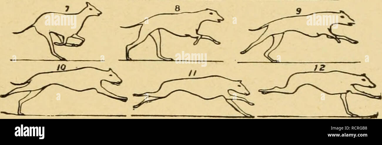 Gallop sequence hi-res stock photography and images - Alamy