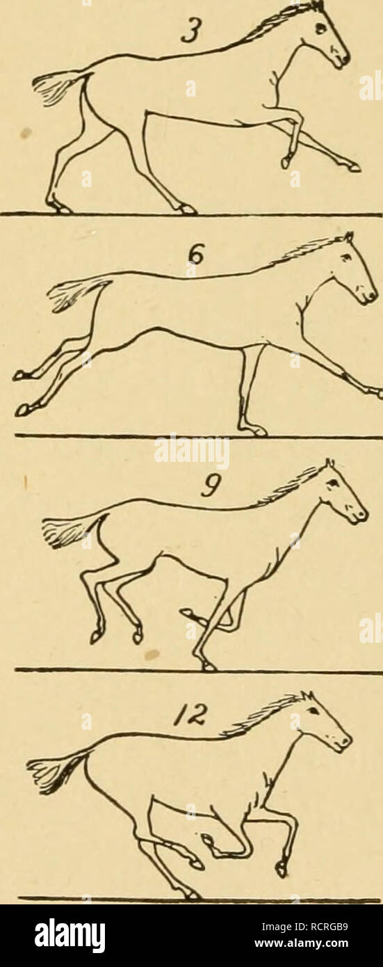 Descriptive gallop hi-res stock photography and images - Alamy