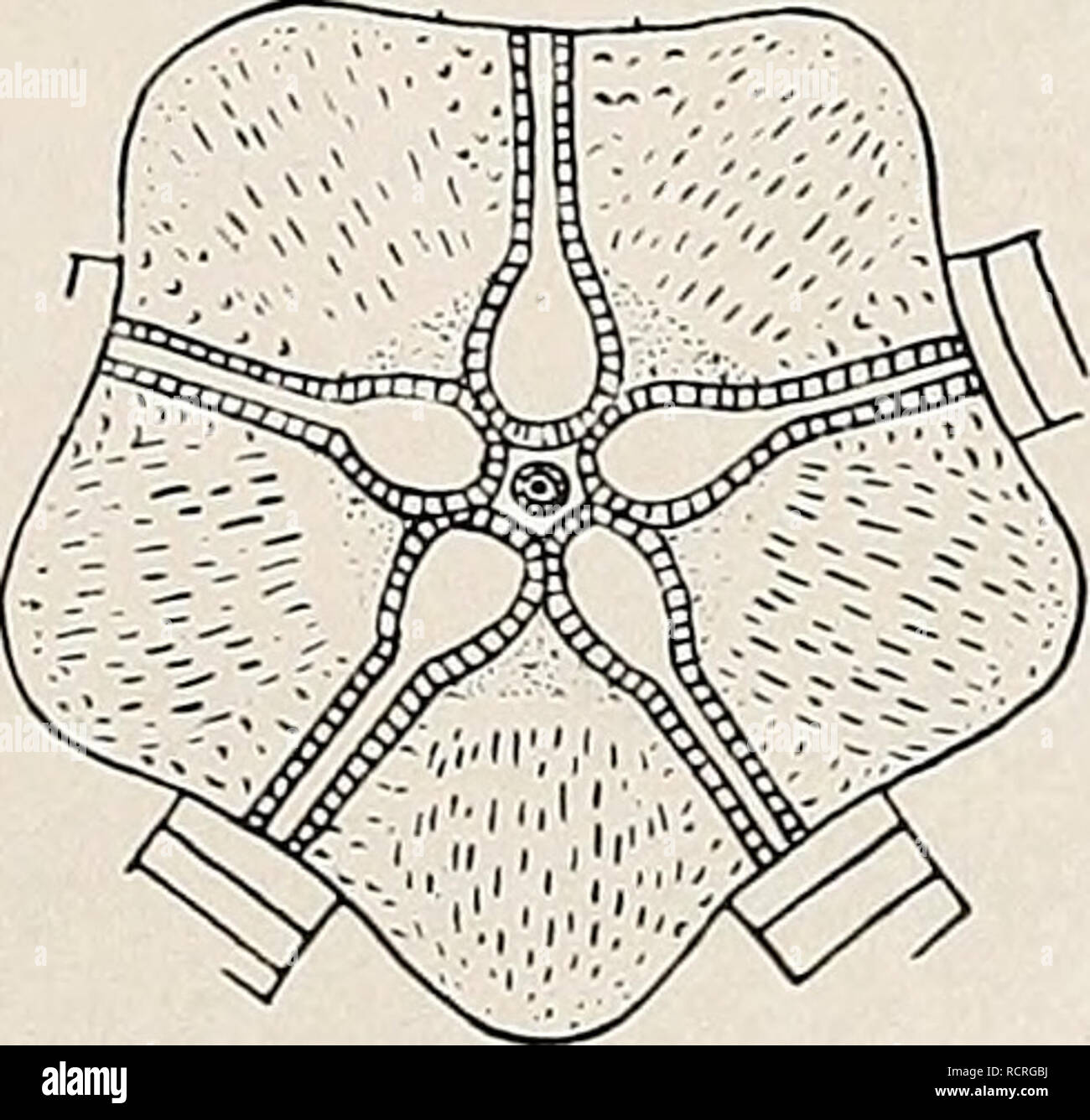 . The Devonian crinoids of the State of New York. Crinoidea, Fossil ...
