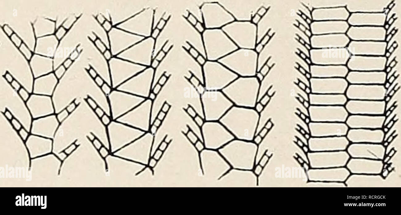 . The Devonian crinoids of the State of New York. Crinoidea, Fossil ...